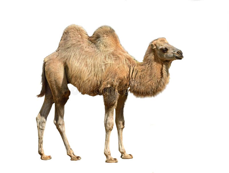 Domestic Bactrian Camel Camelus Bactrianus. Calf on White Background ... Domestic Bactrian Camel Camelus Bactrianus. Calf on White Background ...