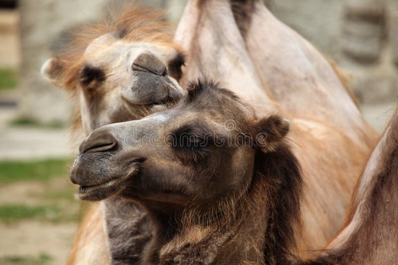 Domestic Bactrian Camel (Camelus Bactrianus). Stock Image - Image of ...