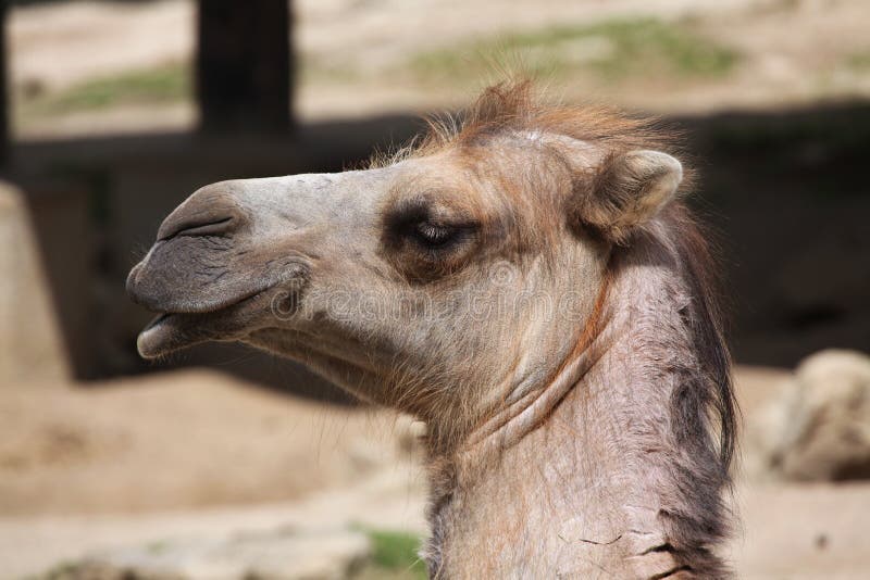 Domestic Bactrian Camel (Camelus Bactrianus). Stock Photo - Image of ...
