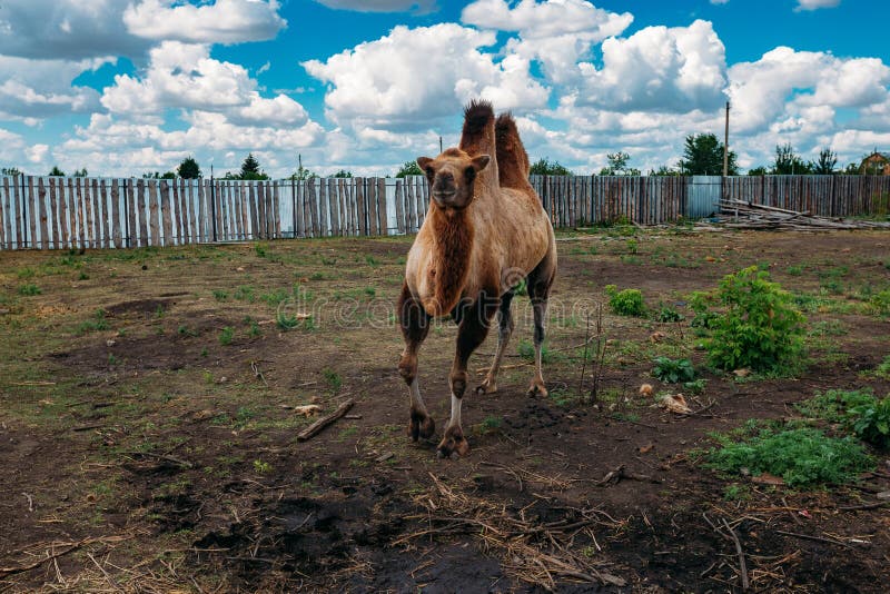 Domestic Bactrian Camel on the Camel Farm Stock Photo - Image of ...
