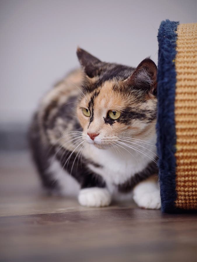 Domestic Beautiful Tricolor Cat with Yellow Amber Eyes Sits on a Cat ...