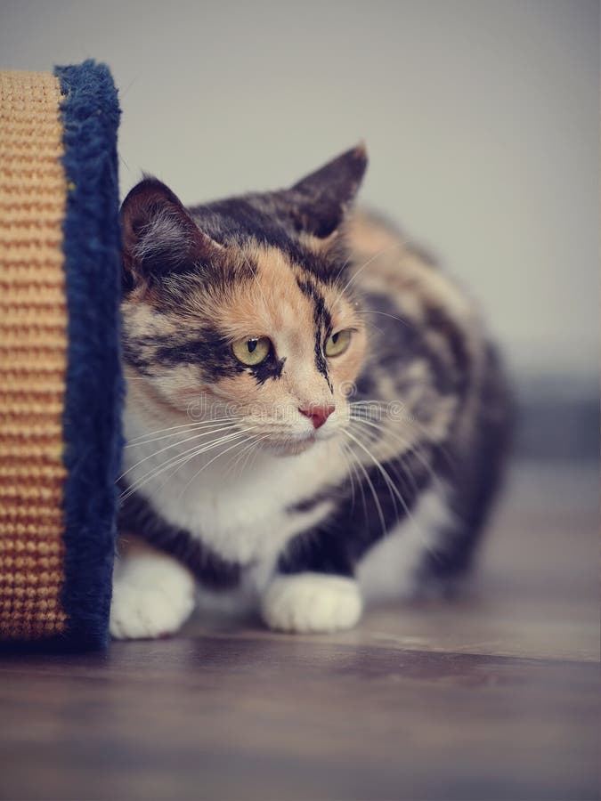 Domestic Beautiful Tricolor Cat with Yellow Amber Eyes Sits on a Cat ...