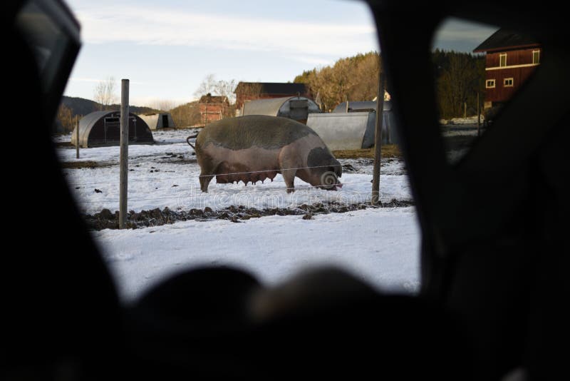 Domestic Bicolor Pig on the Farm in Winter. Stock Image - Image of pork ...