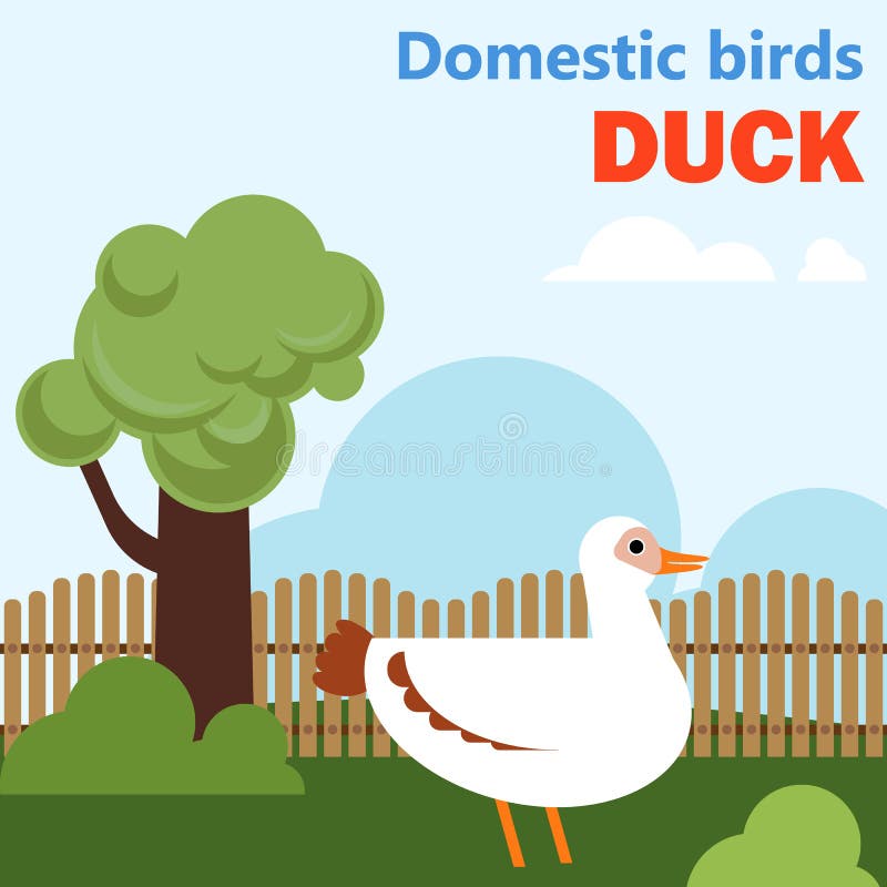 Flashcard Duck Stock Illustrations – 113 Flashcard Duck Stock ... Flashcard Duck Stock Illustrations – 113 Flashcard Duck Stock ...