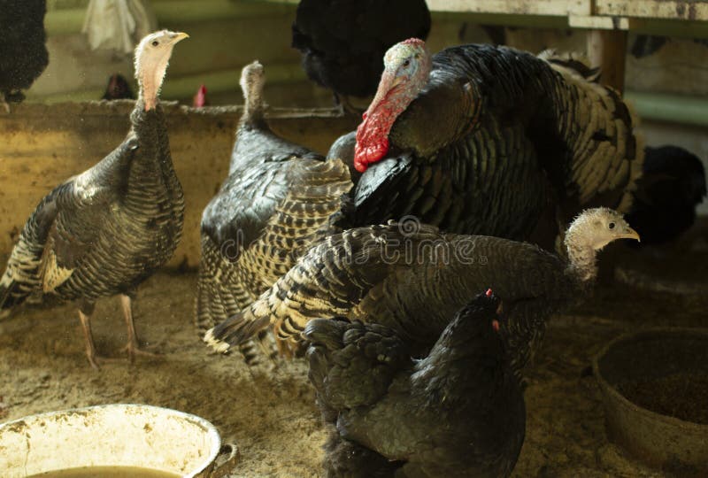 Domestic Birds on the Farm. Stock Photo - Image of animal, livestock ...