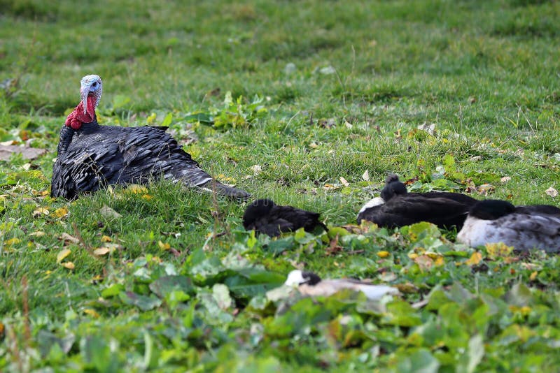 Domestic birds on a farm stock photo. Image of rural - 258791168
