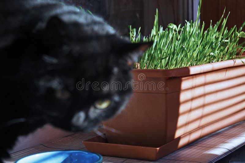 Domestic Black Cat on Window Stock Image - Image of mammal, kitten ...