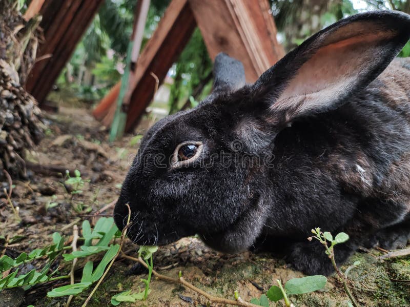 Domestic black rabbit cute stock photo. Image of rabbit - 264756022