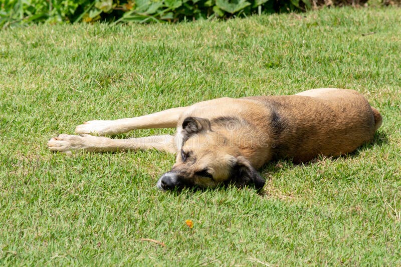 A Domestic Brown Dog Lying on the Grass Stock Photo - Image of ...