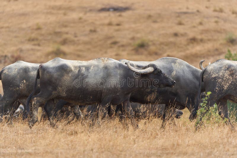 Domestic Buffalo and Cows in a Herd Stock Image - Image of animal, herd ...