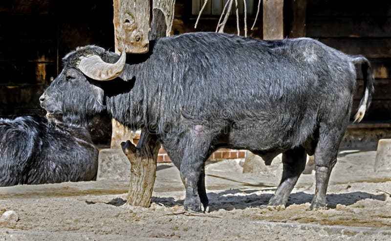 Domestic buffalo 2 stock photo. Image of nice, agriculture - 70702732
