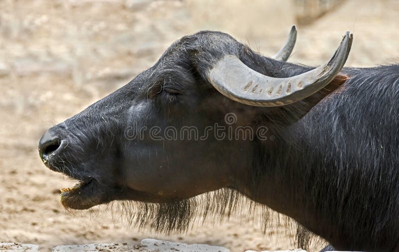 Bellowing buffalo stock photo. Image of bellows, jungle - 60684896