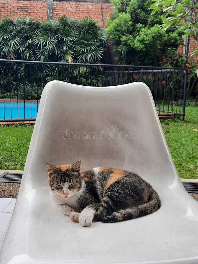 Domestic Calico Cat is Napping by the Pool Stock Image - Image of ...