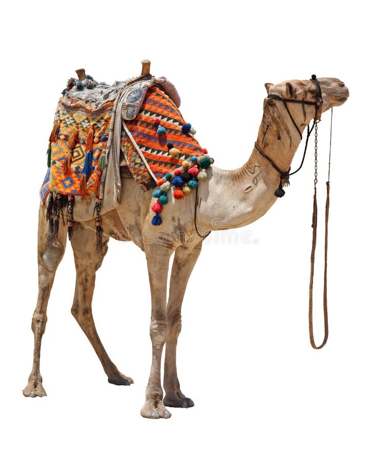 Domestic camel stock photo. Image of transport, isolated - 15479490