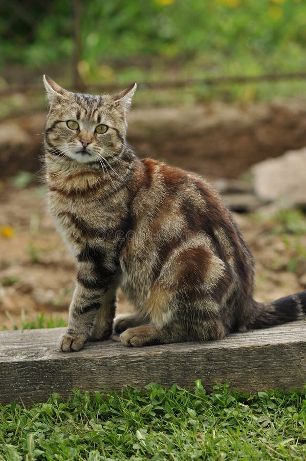 Domestic cat stock image. Image of eyes, nose, nature - 14218709