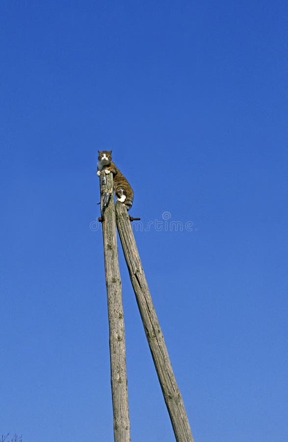Domestic Cat, Adult Perched on Electric Post Stock Image - Image of ...
