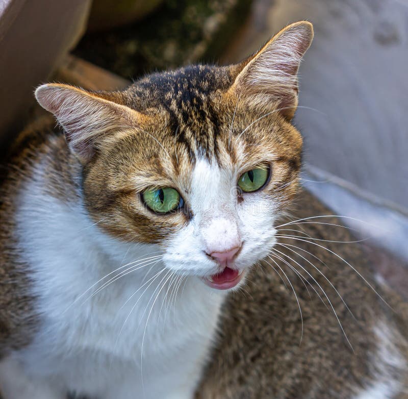 A Domestic Cat with an Angry Face Stock Image - Image of creature ...