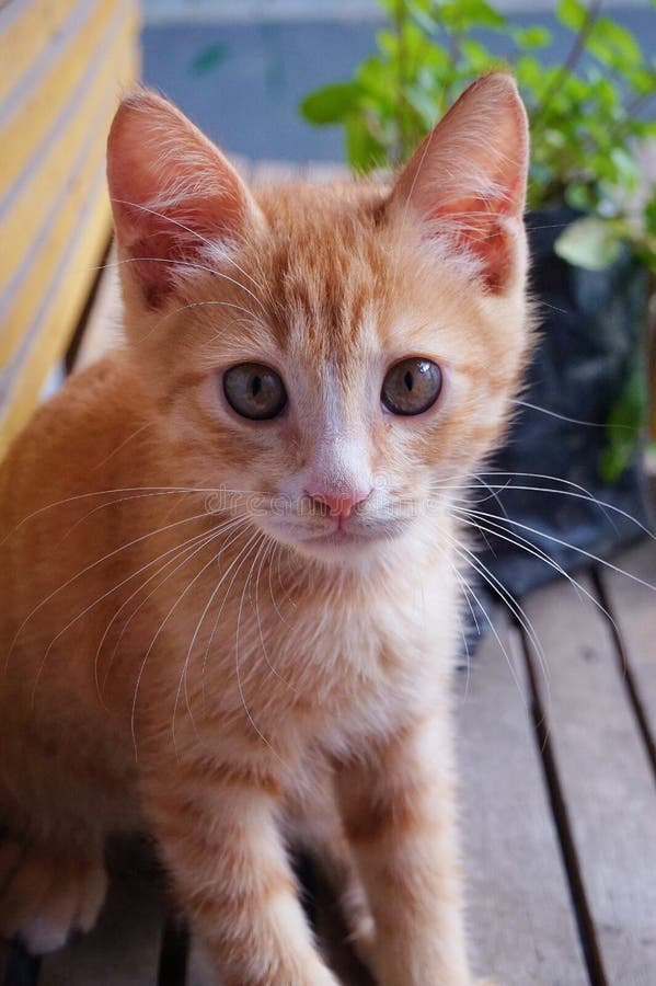 Domestic cat stock photo. Image of cute, domestic, animal - 157755010