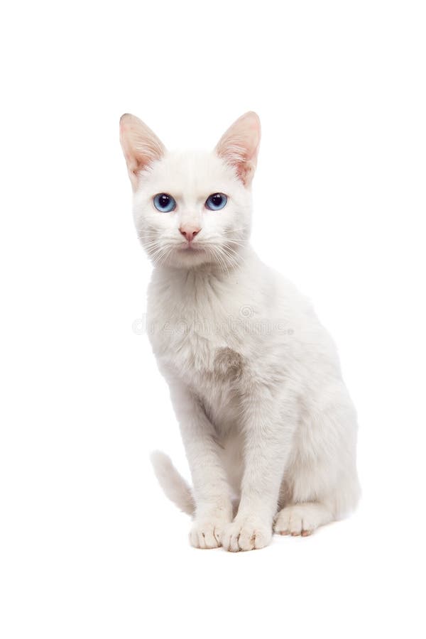 Turkish Van Type Cat Resting Stock Image - Image of color, domesticate ...