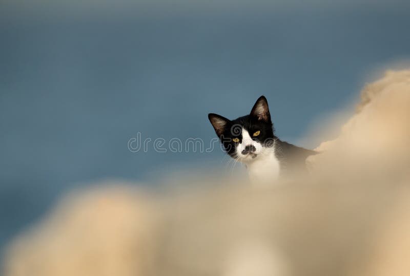 Domestic Cat Behind Limestone Rock, Bahrain Stock Photo - Image of ...