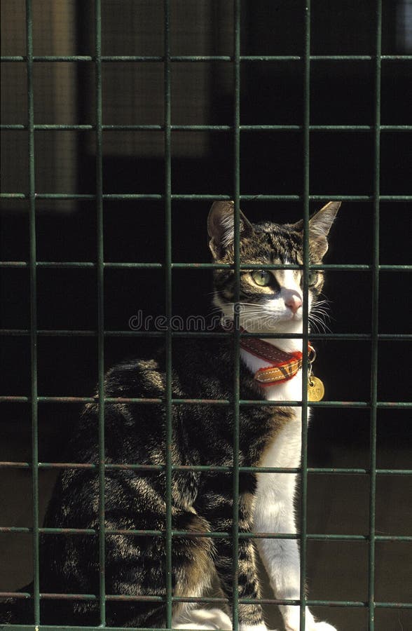 Domestic Cat behing Fence stock photo. Image of cats - 197569436