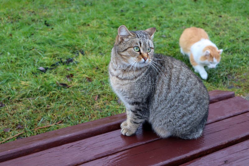 Domestic Cat on the Bench in a Park Stock Photo - Image of pets, cute ...
