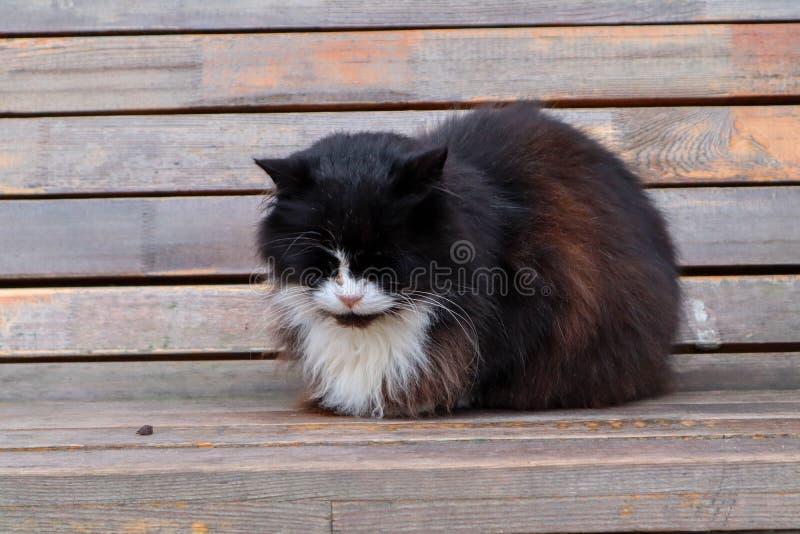 Domestic Cat on the Bench in a Park Stock Photo - Image of mammal ...