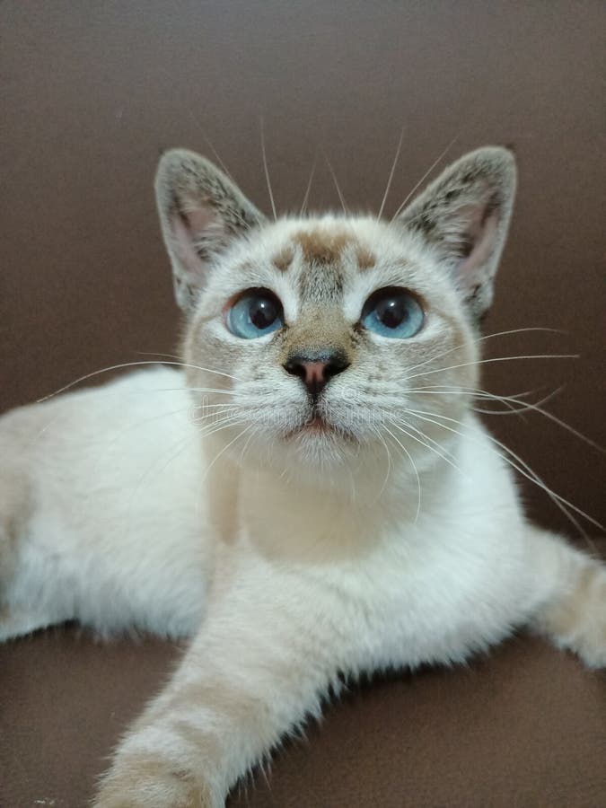 A Cute Cat Facing the Camera Stock Photo - Image of kitten, mammal ...