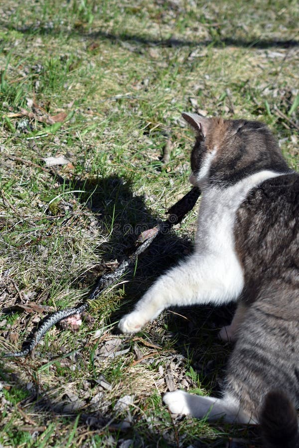 Snake Eating Cat Stock Photos - Free & Royalty-Free Stock Photos from ...