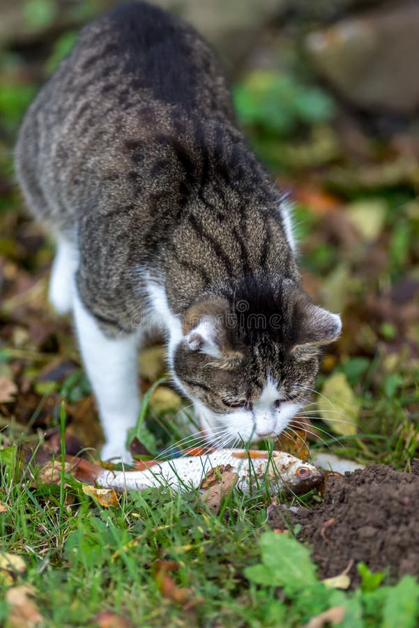 Domestic cat catch fish stock photo. Image of fishing - 78485292