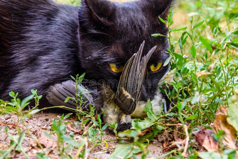 Domestic Cat Catched the Bird in a Garden Stock Photo - Image of kitten ...