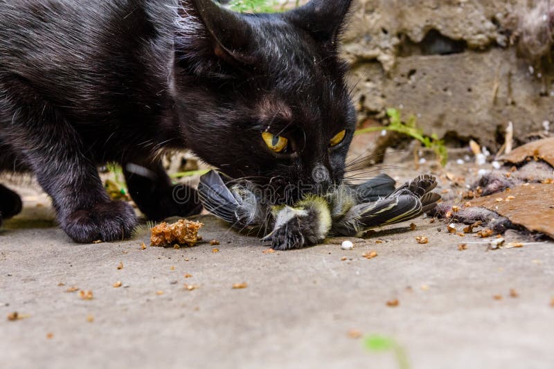 Domestic Cat Catched the Bird in a Garden Stock Photo - Image of animal ...