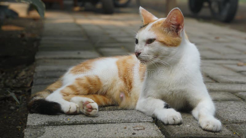 Domestic Cat Chilling on the Ground Stock Photo - Image of kitten ...
