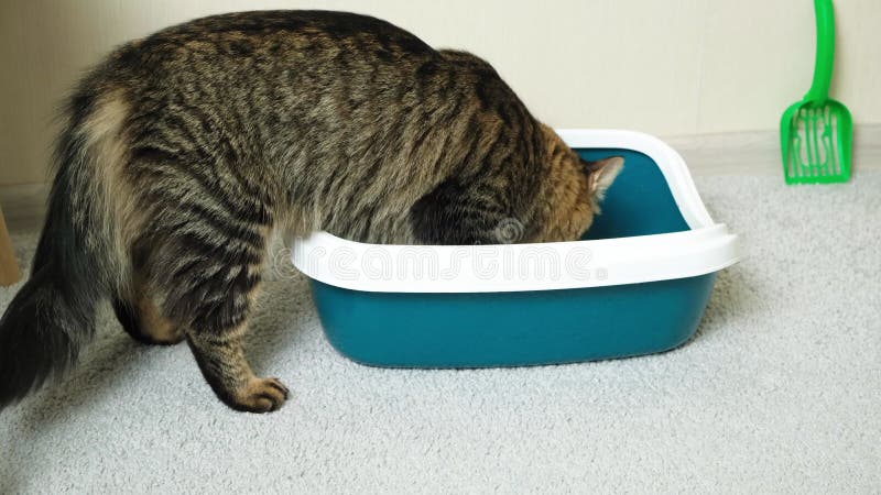 A Domestic Cat Cleans Up the Litter Box, Toilet. Stock Video - Video of ...