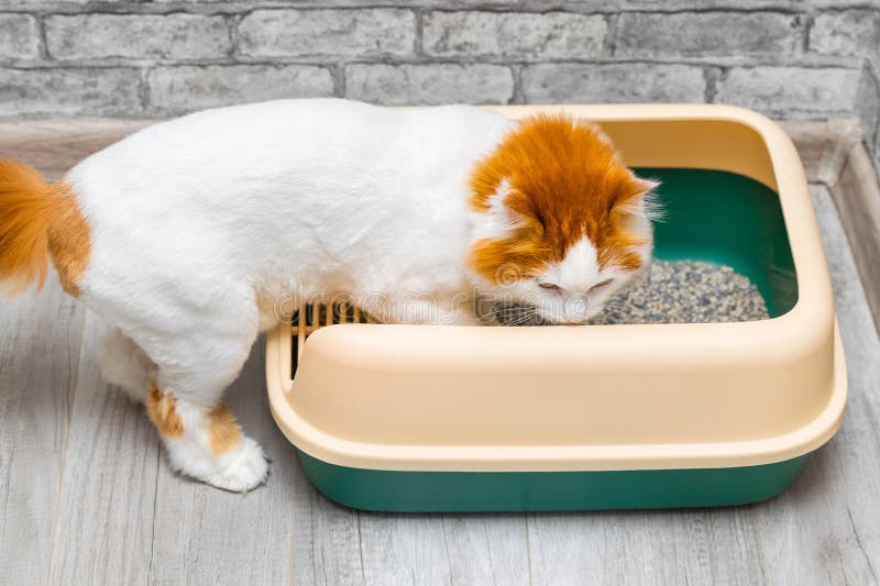 Domestic Cat Climbed into Cat Litter Box Stock Image - Image of side ...