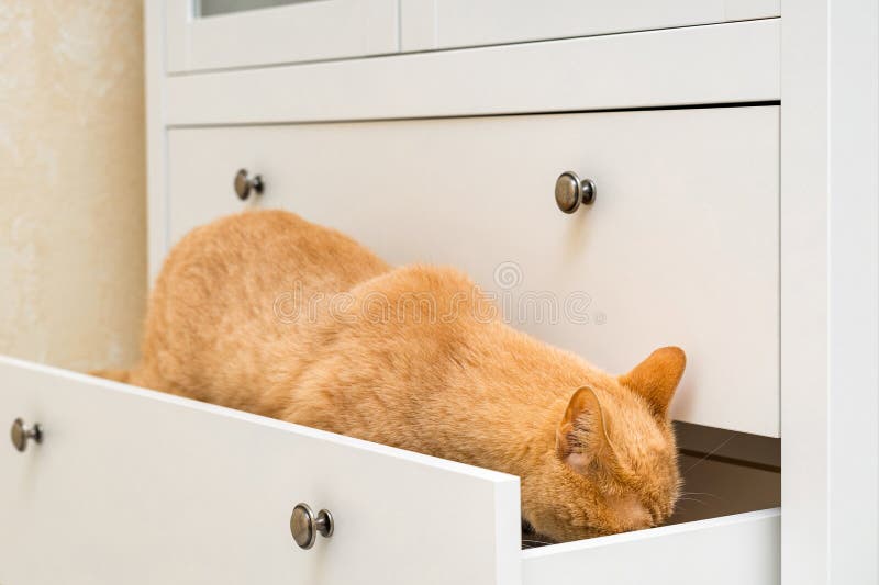 Domestic Cat Climbs into an Open Closet. Stock Image - Image of pose ...