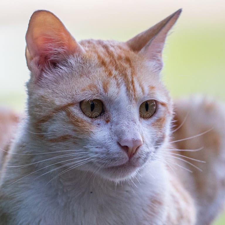 Domestic cat stock image. Image of creature, felino - 278591009