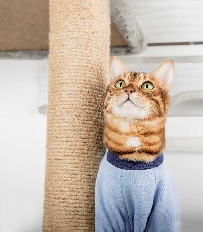 Domestic Cat in Clothes Plays with a Cat Tree Stock Photo - Image of ...