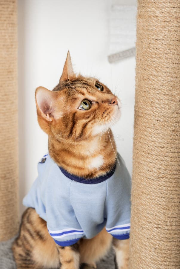 Domestic Cat in Clothes Plays with a Cat Tree Stock Image - Image of ...