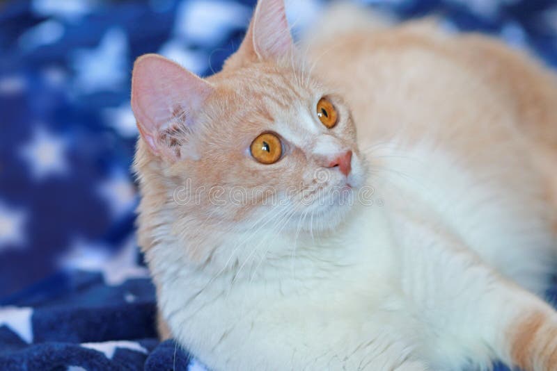 Domestic Cat in Cream Color Lying in Front of Blue Blanket Stock Photo ...