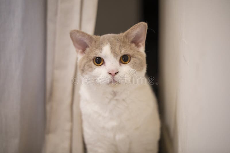 Domestic Cat, Cute, Cat, Curious, Lazy Stock Image - Image of feline ...