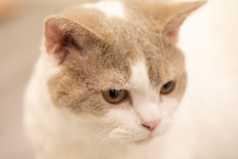 Domestic Cat, Cute, Cat, Curious, Lazy Stock Image - Image of stork ...