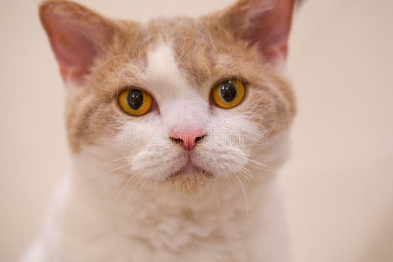 Domestic Cat, Cute, Cat, Curious, Lazy Stock Photo - Image of baby ...