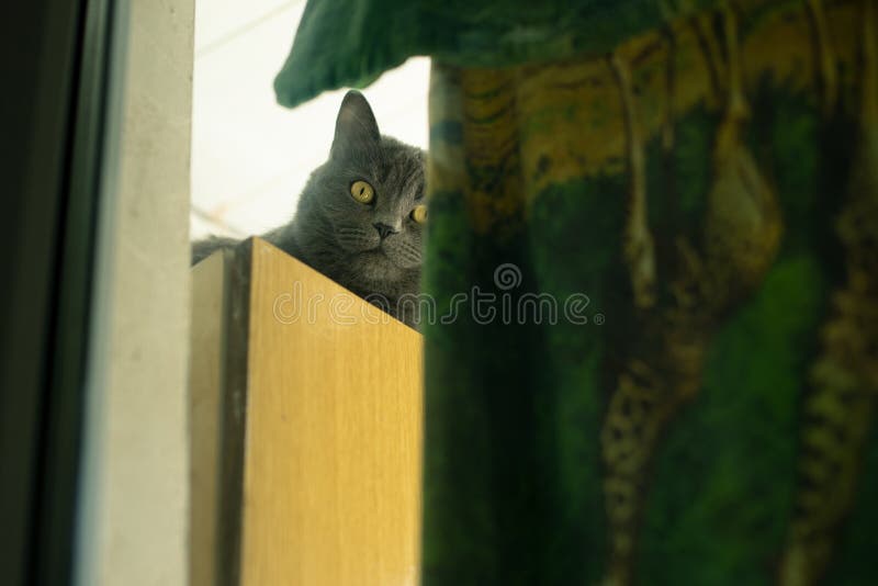 Domestic Cat Cute Looking at Camera Portrait with Poor Indoor ...
