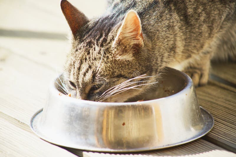 Domestic cat eating stock photo. Image of looking, garden - 214324380