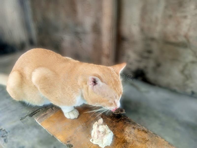 Domestic Cat Eating Dumpling on the Wood Stock Image - Image of wooden ...