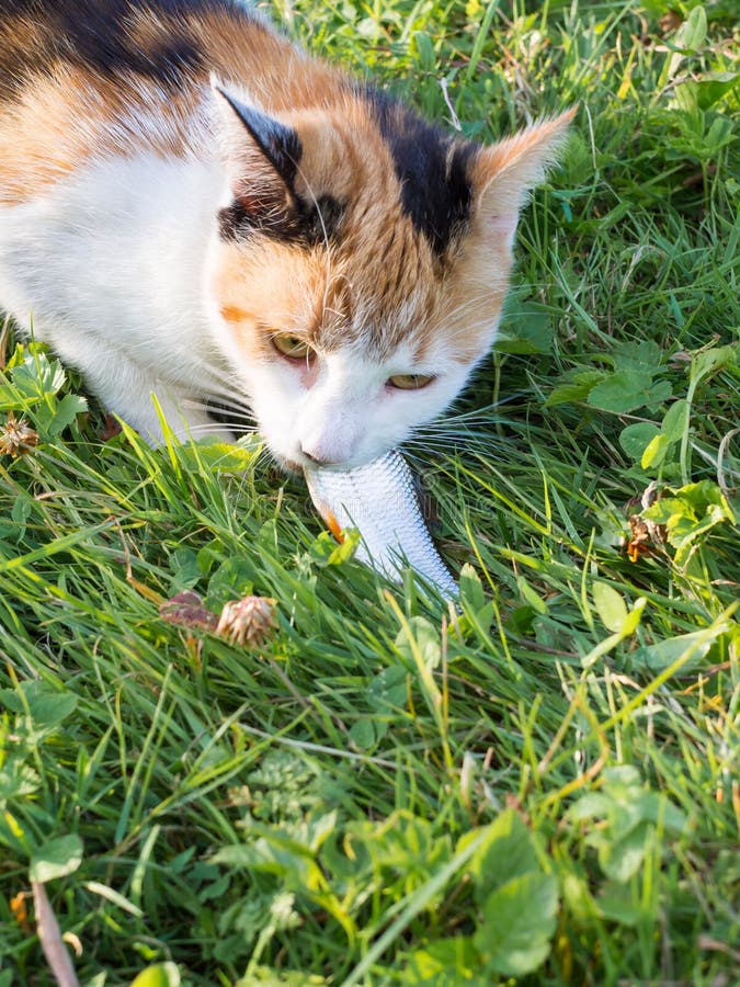 1,118 Cat Eating Fish Photos - Free & Royalty-Free Stock Photos from ...