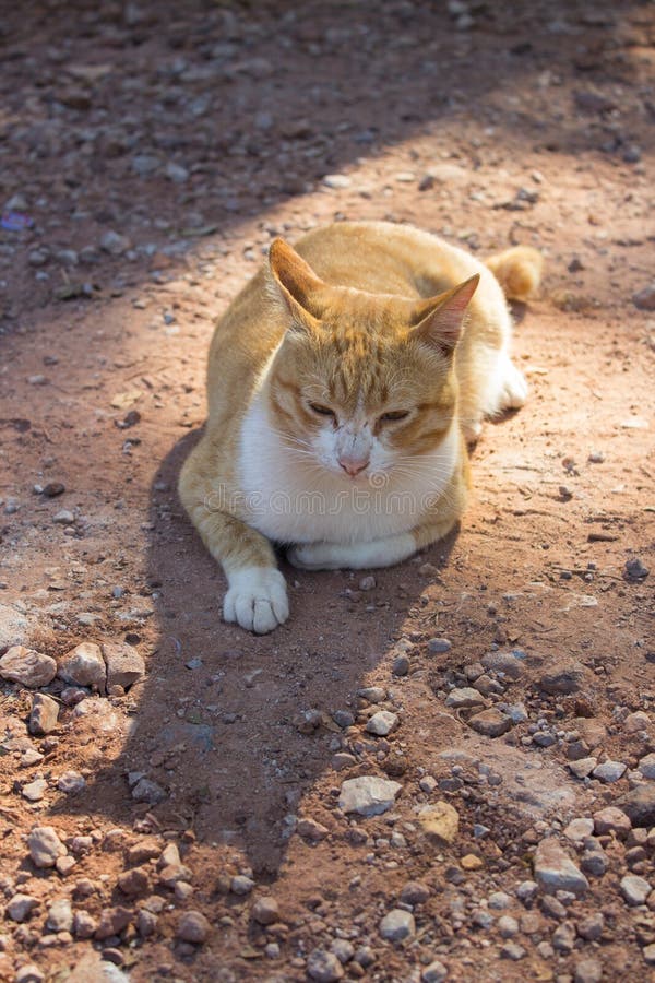 862 Cat Crouch Stock Photos - Free & Royalty-Free Stock Photos from ...