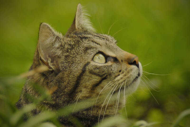 Domestic Cat Face stock photo. Image of domesticated - 15104846