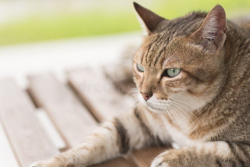 Domestic cat face stock photo. Image of head, closeup - 74626744